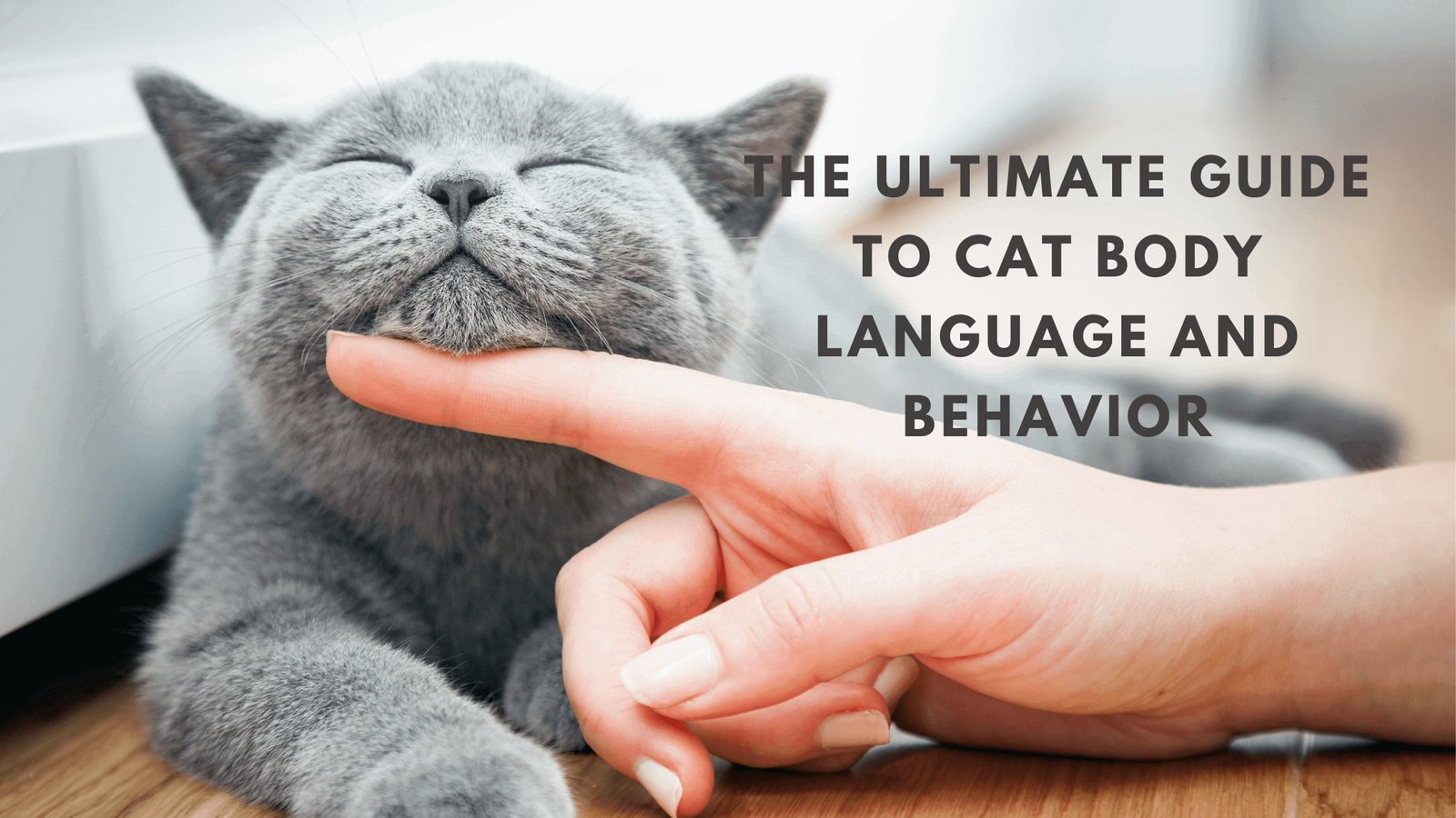 The ultimate guide to body language of cat and behavior - Proto Animal