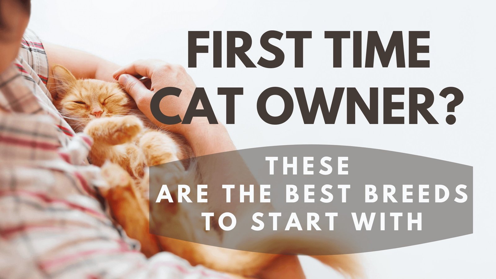 First time cat owner? These are the best breeds to start with - Proto ...