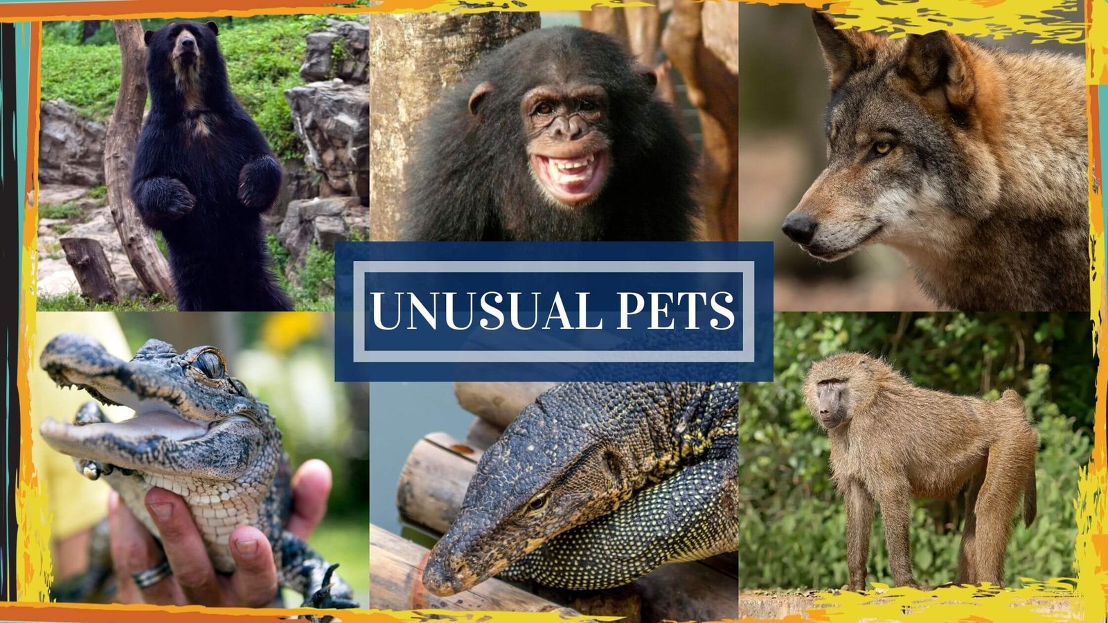6 Unusual pets that will make you run for life - Proto Animal