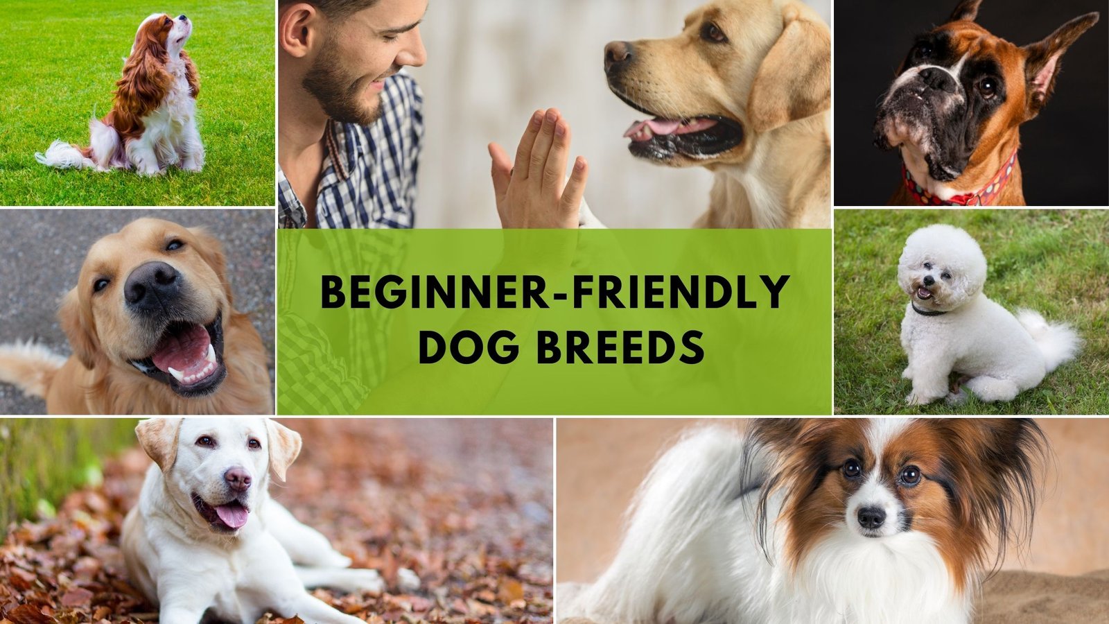 6 beginner-friendly dog breeds for first time pet parents - Proto Animal