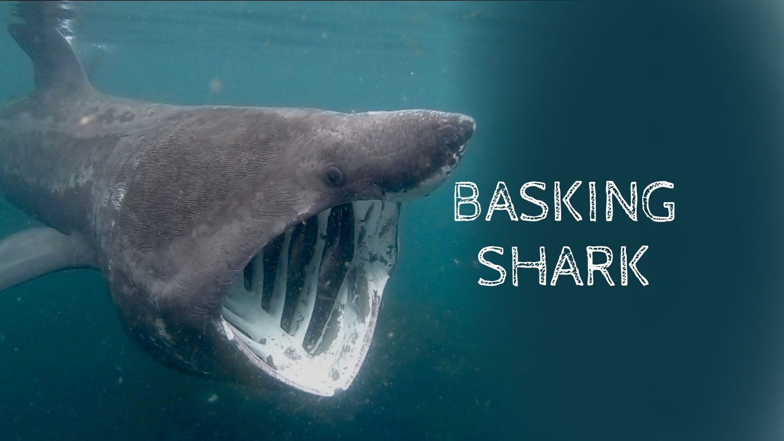 7 basking shark facts to leave you surprised - Proto Animal