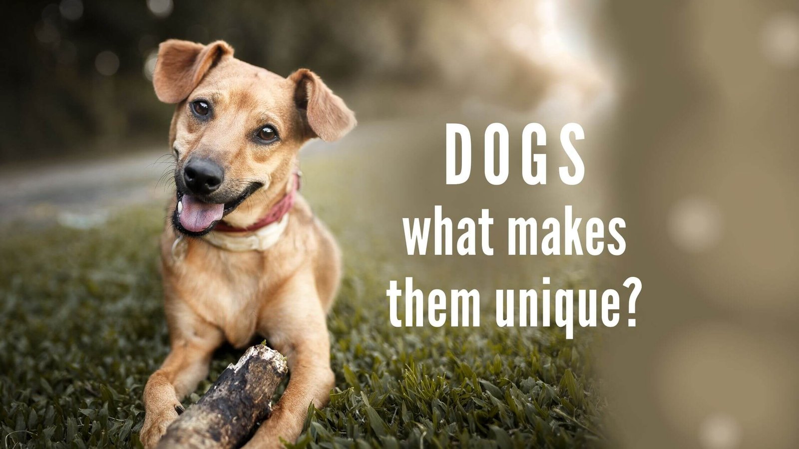 Scientific facts about dogs: what makes them unique? - Proto Animal