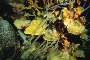 11 Interesting facts about Picasso triggerfish - Proto Animal