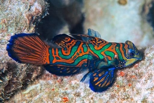 Everything you need to know about Mandarin fish (Callionymidae mandarin ...