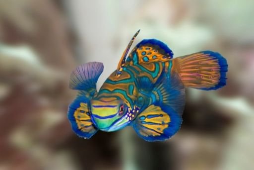 Everything you need to know about Mandarin fish (Callionymidae mandarin ...