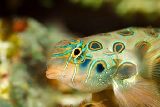 Everything you need to know about Mandarin fish (Callionymidae mandarin ...