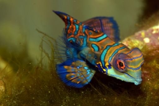 Everything you need to know about Mandarin fish (Callionymidae mandarin ...