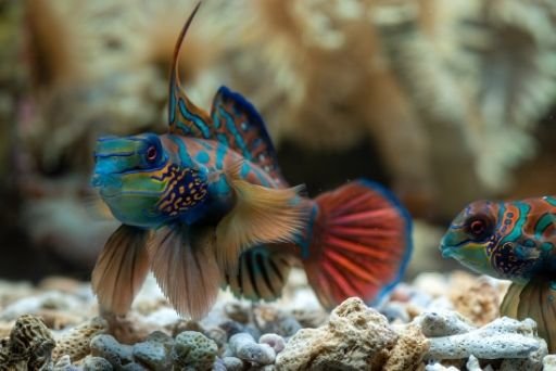 Everything you need to know about Mandarin fish (Callionymidae mandarin ...