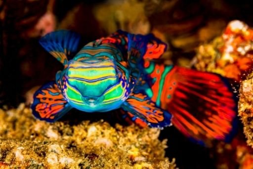 Everything you need to know about Mandarin fish (Callionymidae mandarin ...