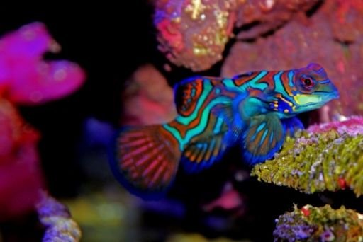 Everything you need to know about Mandarin fish (Callionymidae mandarin ...