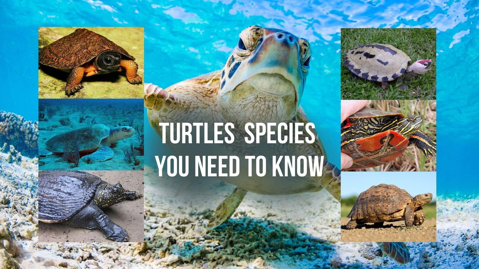 Turtles species you need to know - Proto Animal