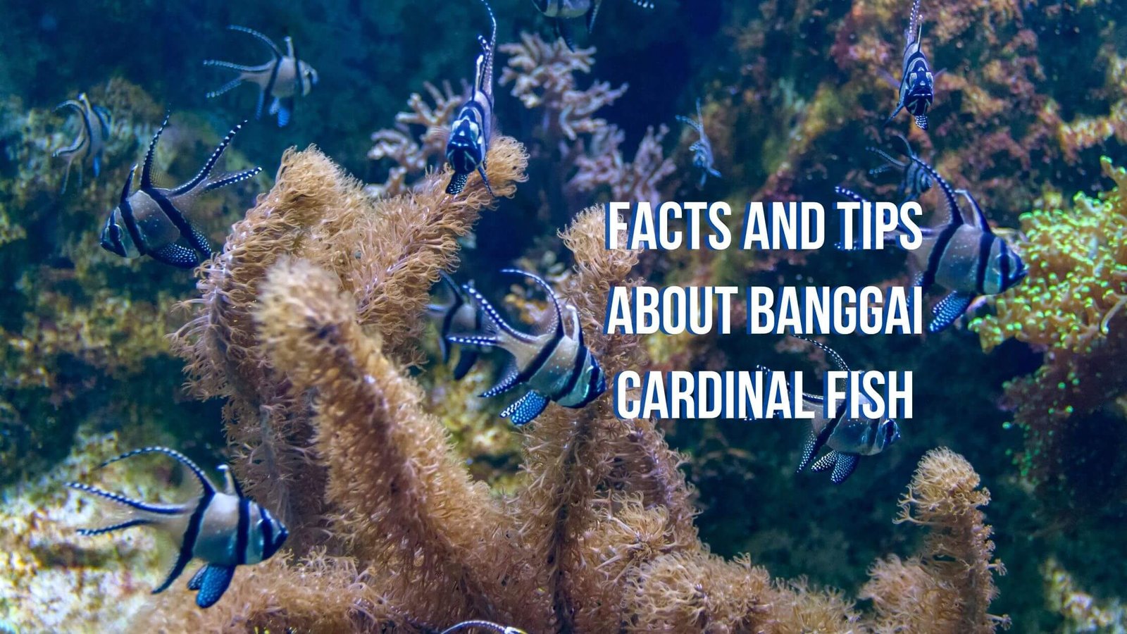 Facts and tips to learn about Banggai Cardinal Fish - Proto Animal