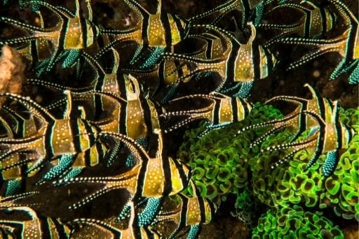 Facts and tips to learn about Banggai Cardinal Fish - Proto Animal