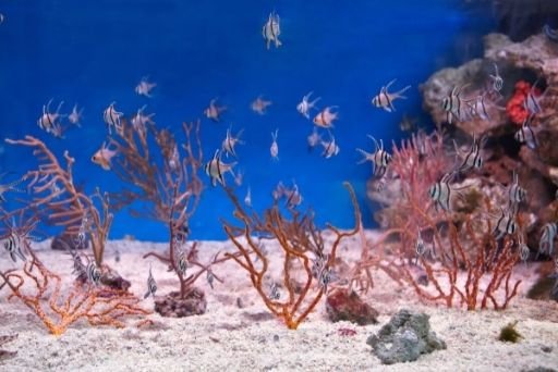 Facts and tips to learn about Banggai Cardinal Fish - Proto Animal