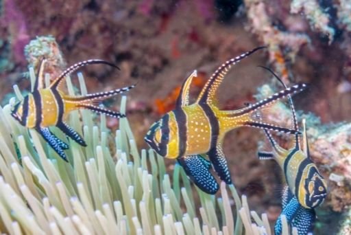Facts and tips to learn about Banggai Cardinal Fish - Proto Animal