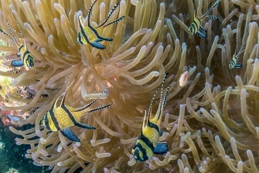 Facts and tips to learn about Banggai Cardinal Fish - Proto Animal