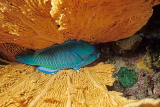 Exciting facts about Parrotfish (family Scaridae) - Proto Animal