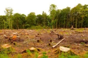 Facts about the bats: habitats, bat-borne viruses and more - Proto Animal