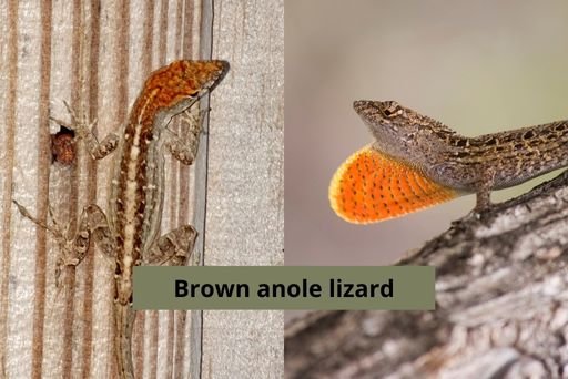 The 10 Most common lizards of Florida - Proto Animal