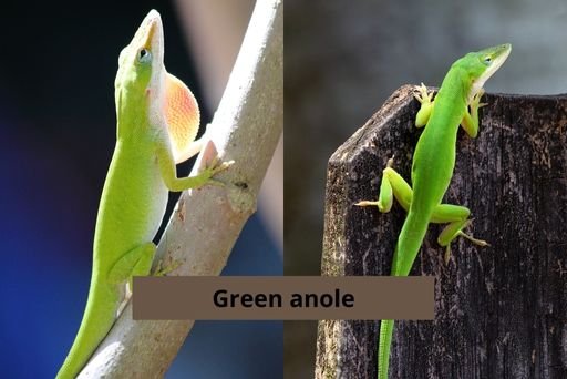 The 10 Most common lizards of Florida - Proto Animal