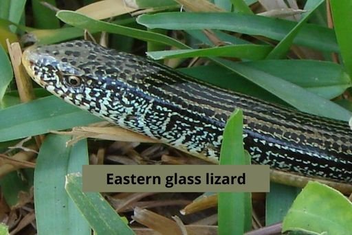 The 10 Most common lizards of Florida - Proto Animal