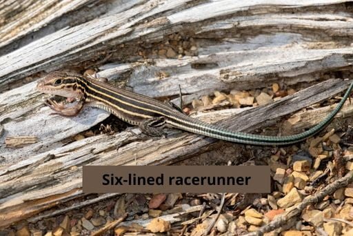 The 10 Most common lizards of Florida - Proto Animal