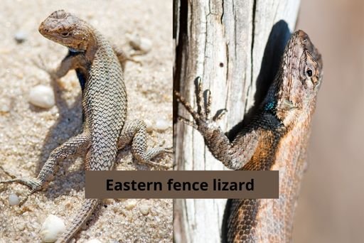 The 10 Most common lizards of Florida - Proto Animal