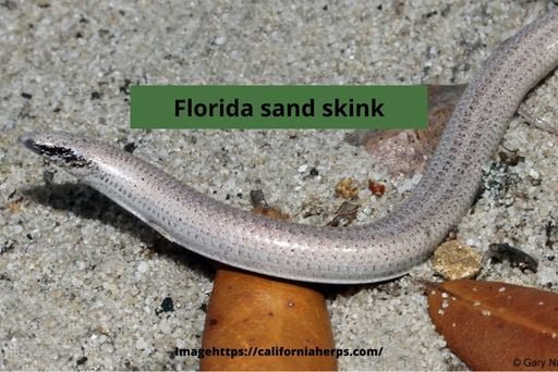The 10 Most common lizards of Florida - Proto Animal