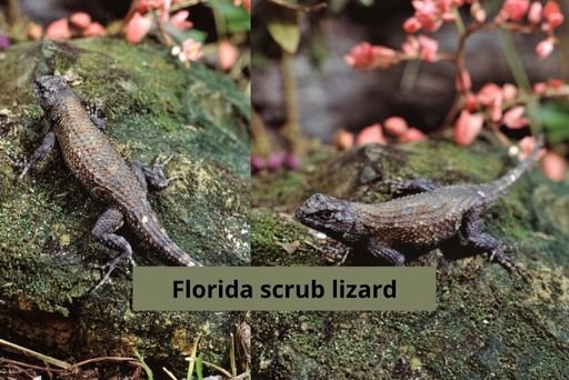 The 10 Most common lizards of Florida - Proto Animal