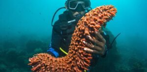 5 Marine animals that can't move: odd and fascinating creatures of the ...