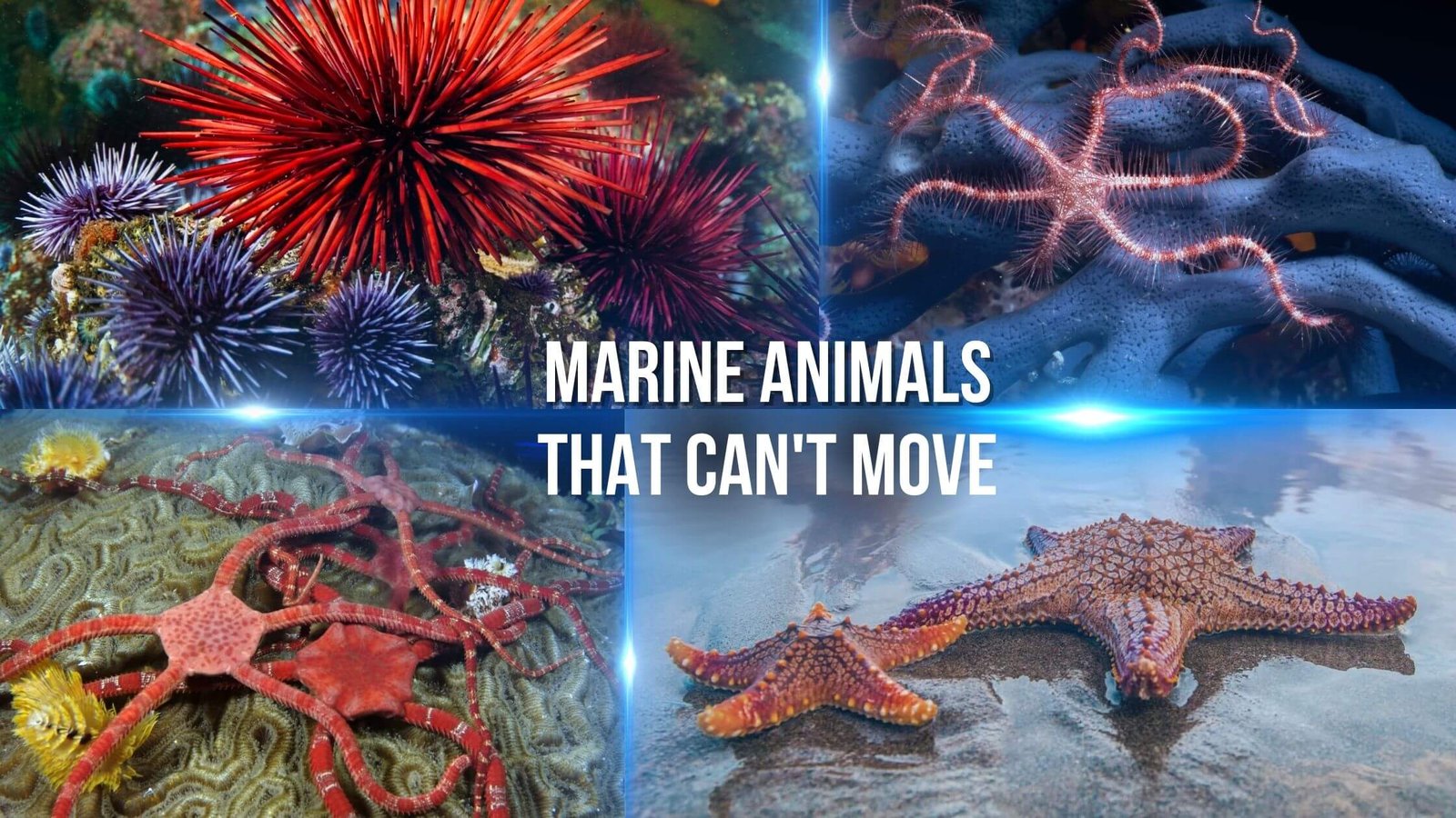 5 Marine animals that can't move: odd and fascinating creatures of the sea - Proto Animal
