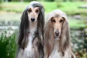 Meet some of the most different dog breeds in the world - Proto Animal