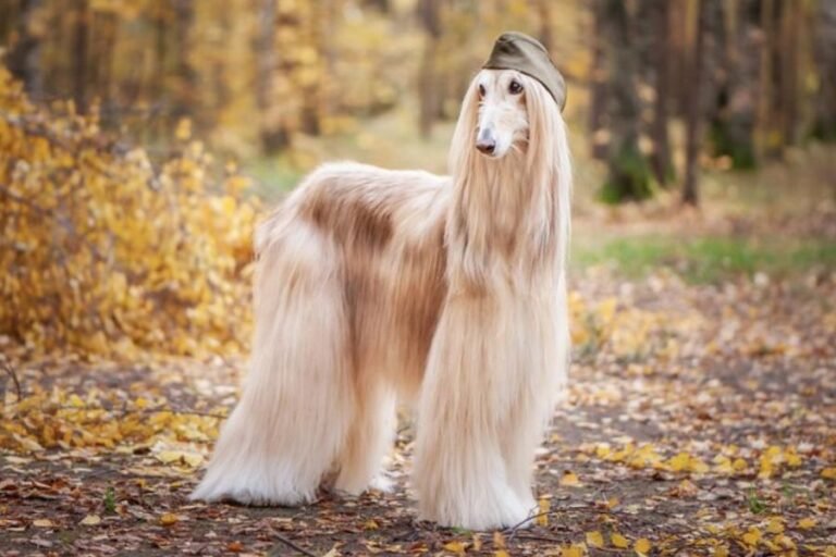 Meet some of the most different dog breeds in the world - Proto Animal