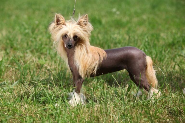Meet some of the most different dog breeds in the world - Proto Animal