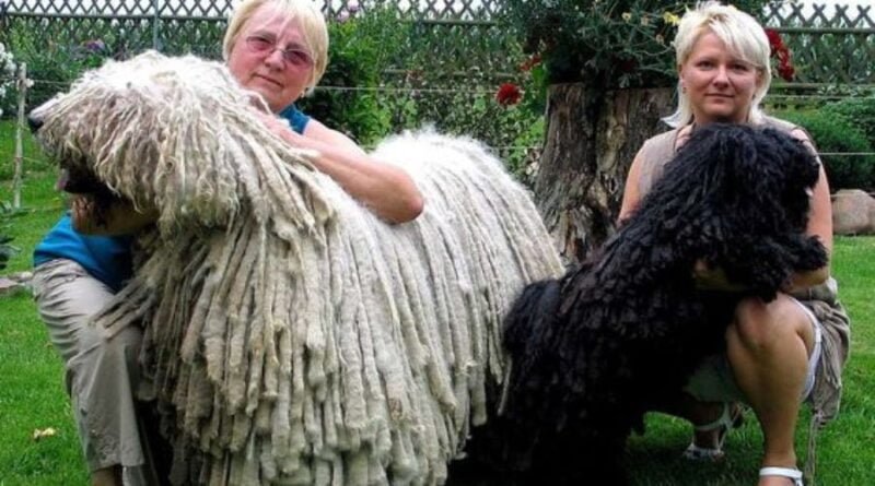 Meet some of the most different dog breeds in the world - Proto Animal