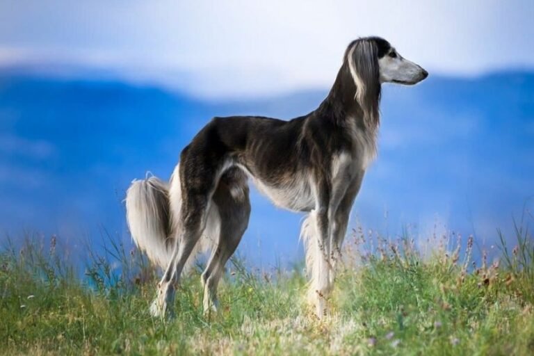 Meet some of the most different dog breeds in the world - Proto Animal