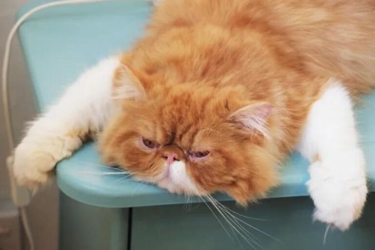 Meet the Persian-type cats - Proto Animal