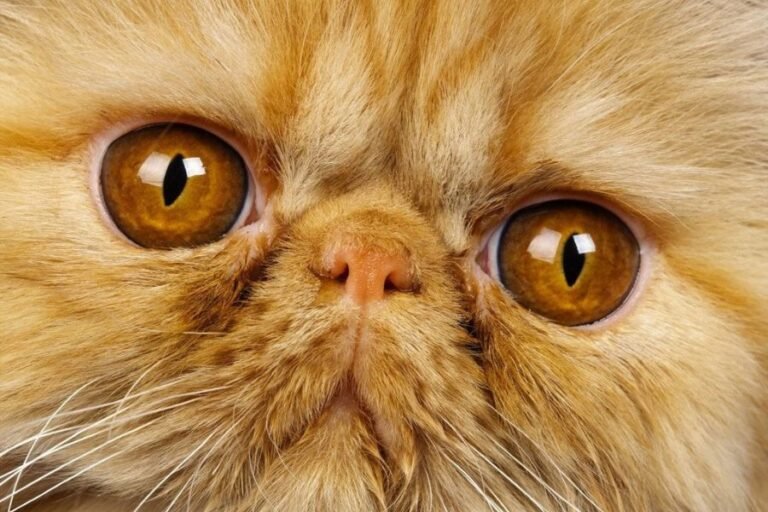 Meet the Persian-type cats - Proto Animal