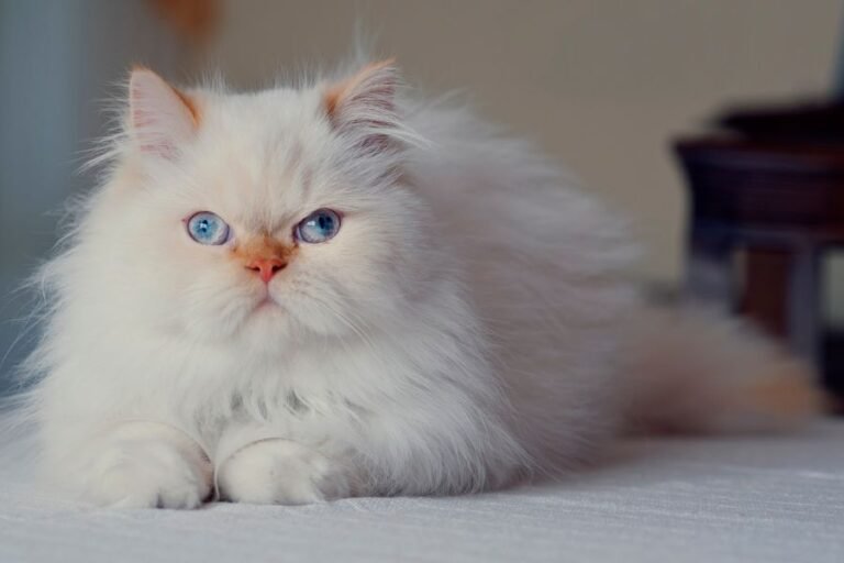 Meet the Persian-type cats - Proto Animal