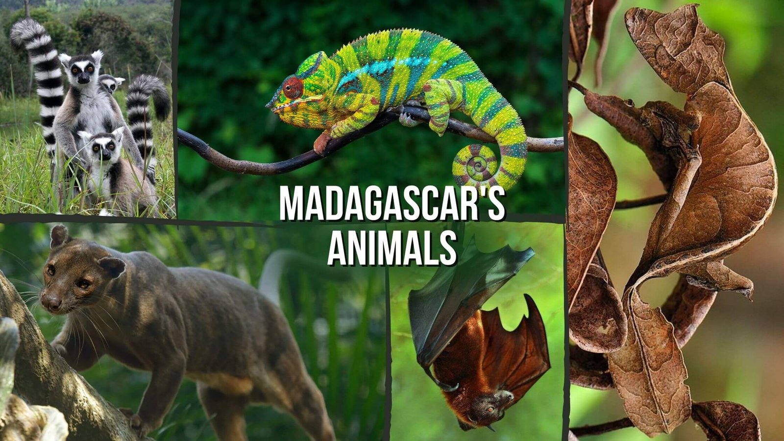 Meet Madagascar's exotic animals - Proto Animal