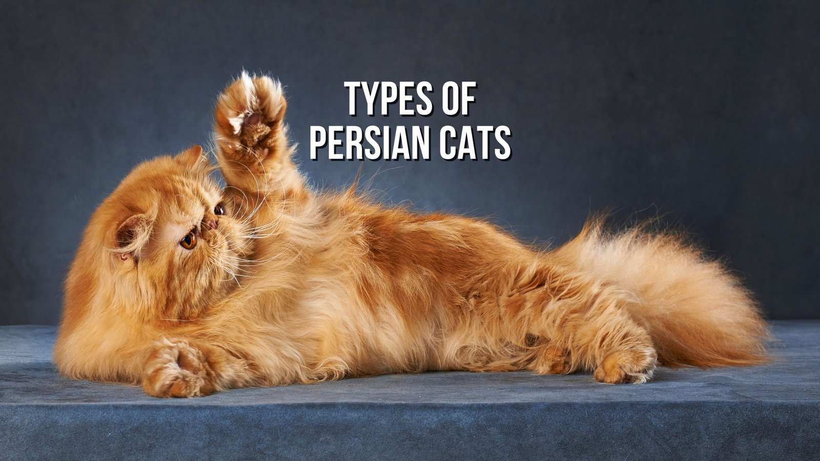 Meet the Persian-type cats - Proto Animal