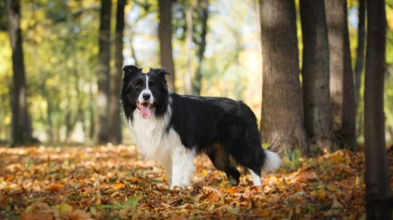 What are the world's smartest dogs? - Proto Animal