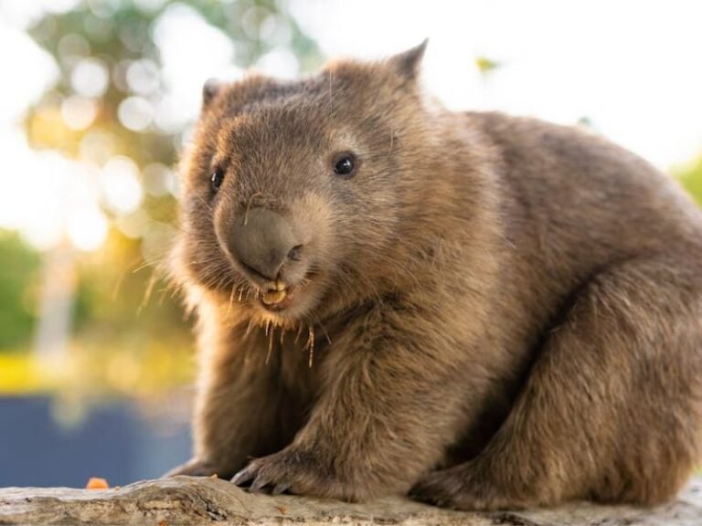 The most different Australia animals - Proto Animal