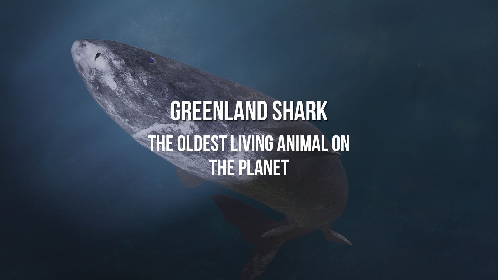 Greenland shark: the oldest living animal on the planet - Proto Animal