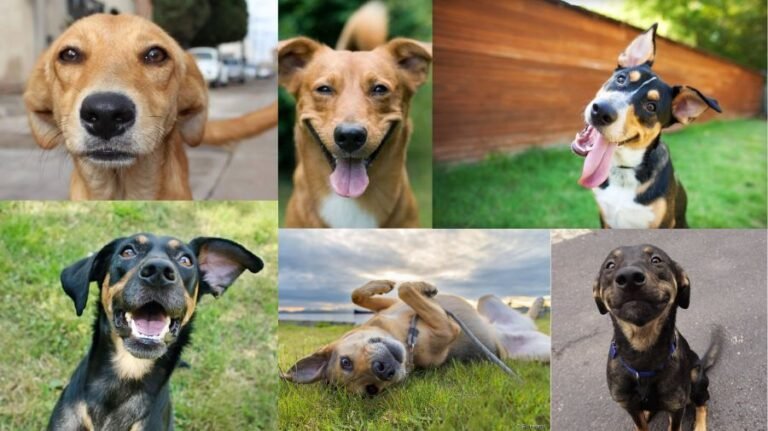 What are the world's smartest dogs? - Proto Animal