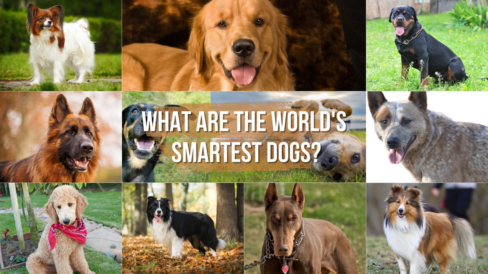 What are the world's smartest dogs? - Proto Animal