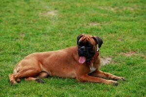 The world of big dogs breeds - Proto Animal