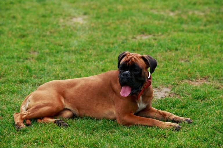 The world of big dogs breeds - Proto Animal