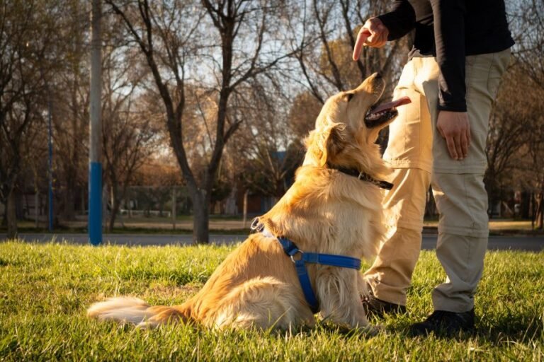 The world of big dogs breeds - Proto Animal