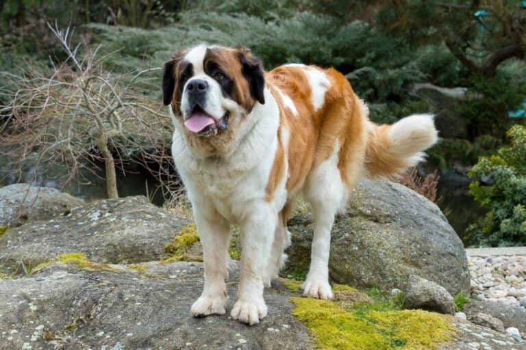 The world of big dogs breeds - Proto Animal